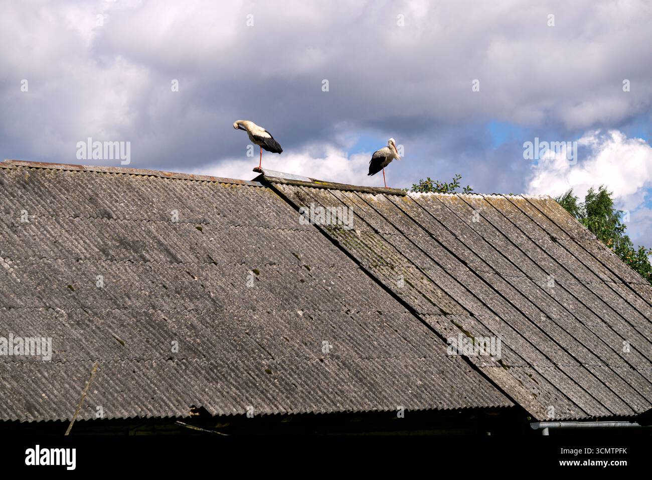 Storks rest on roof hi-res stock photography and images - Alamy