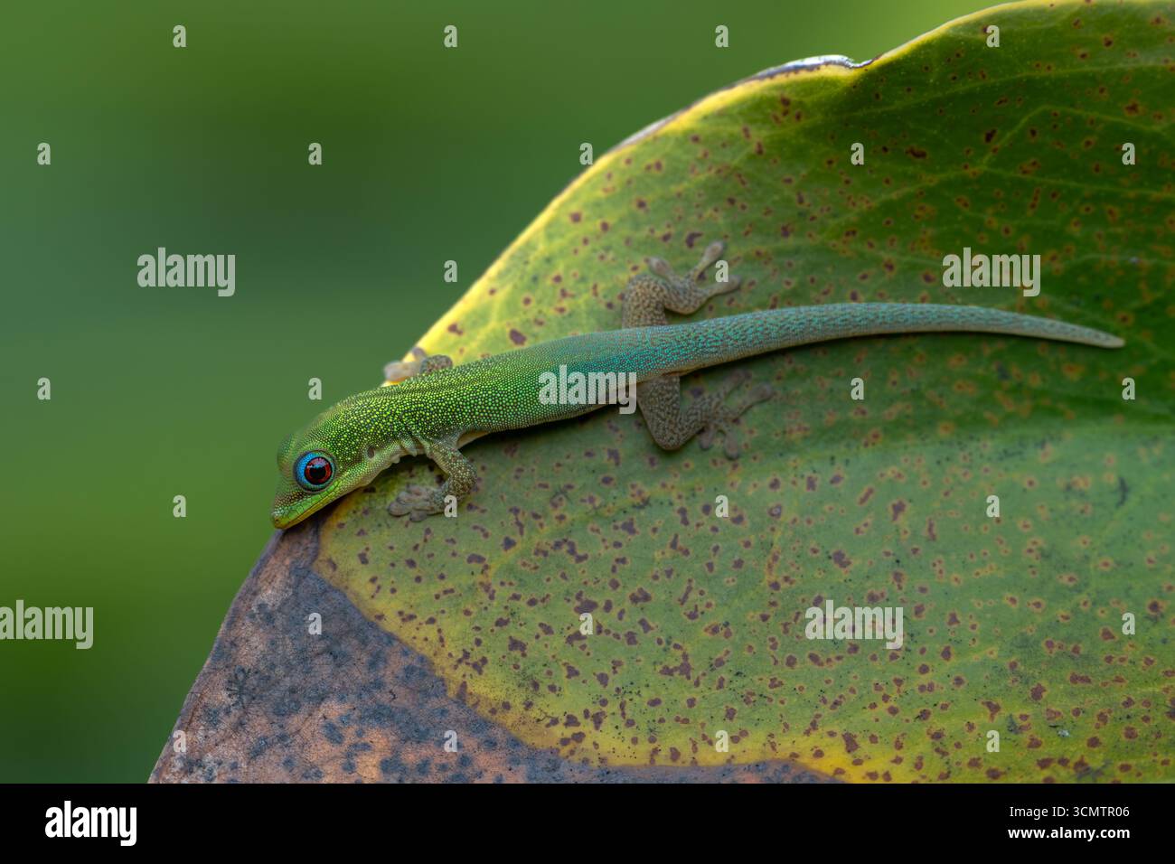 Gold Dust Day Gecko (Phelsuma laticauda) on Big Island, HI Stock Photo ...