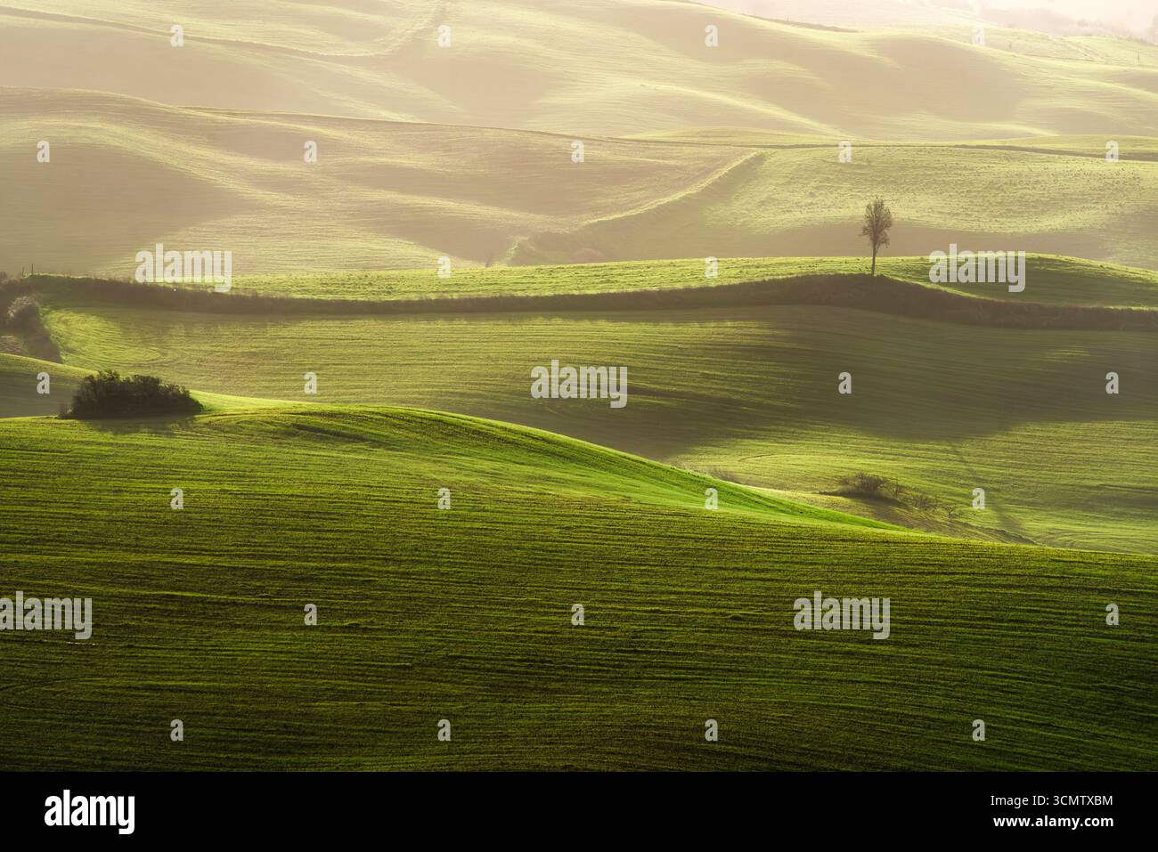 Lone tree standing among rolling hills with golden morning light near ...