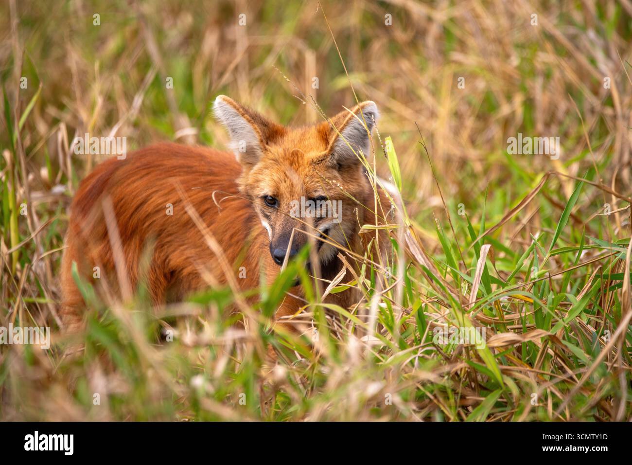 Maned wolf (Chrysocyon brachyurus), the largest canid of South America, long legs are a ...