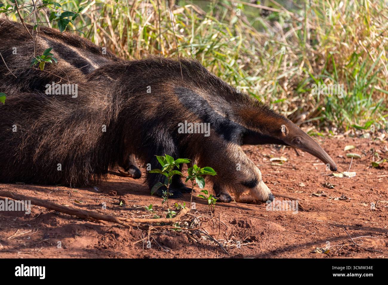 Giant anteater (Myrmecophaga tridactyla), is an insectivorous mammal ...