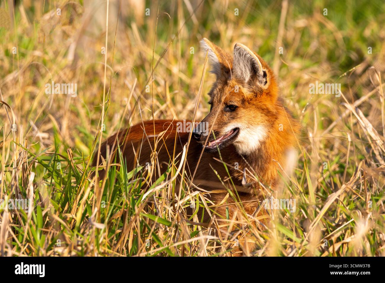 Maned wolf (Chrysocyon brachyurus), the largest canid of South America, long legs are a ...