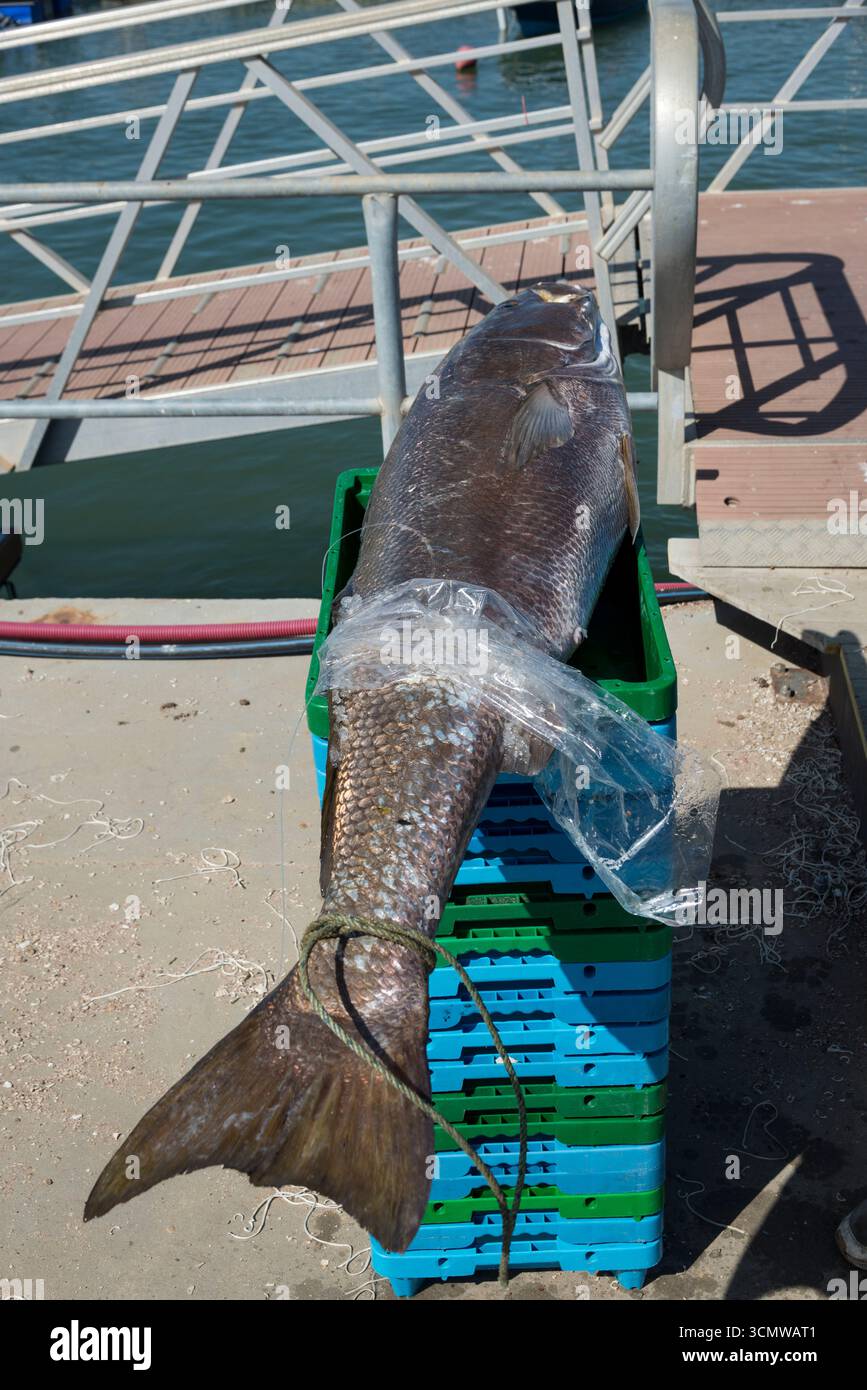 Caught corvina hi-res stock photography and images - Alamy