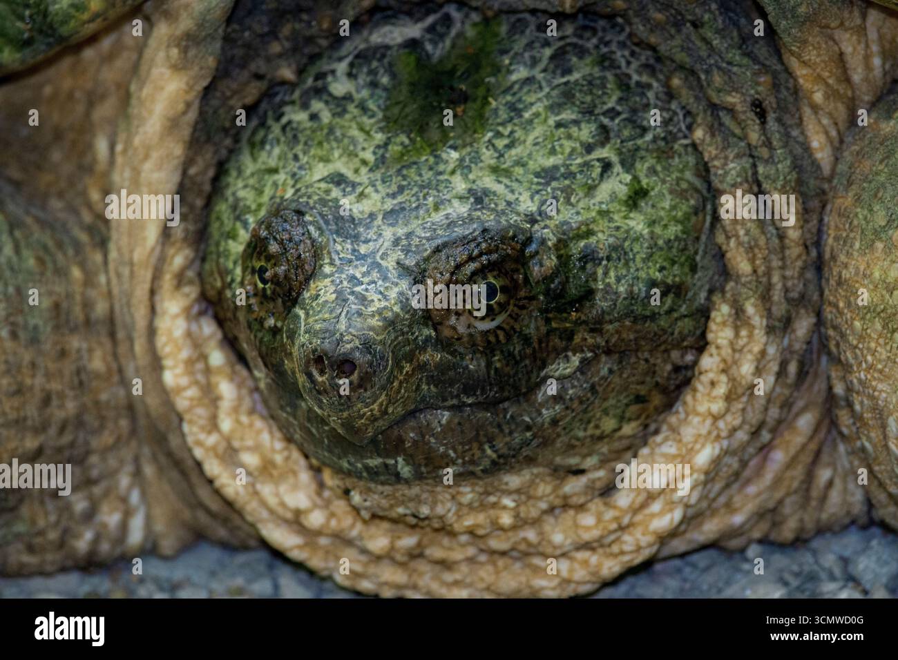 Common Snapping Turtle Stock Photo - Alamy