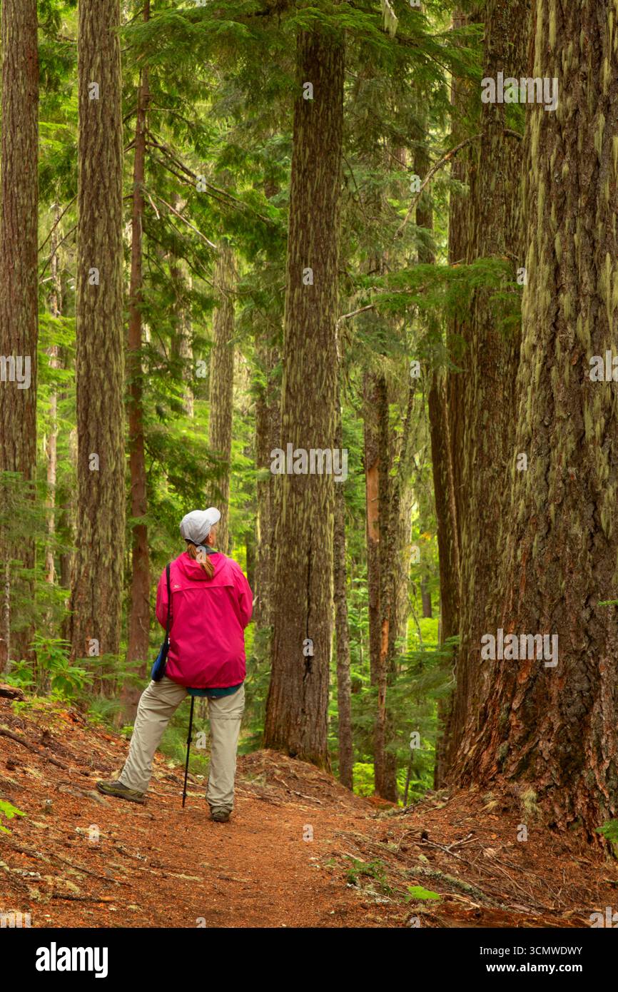 Shellrock Lake Trail, Mt Hood National Forest, Roaring River Wilderness ...