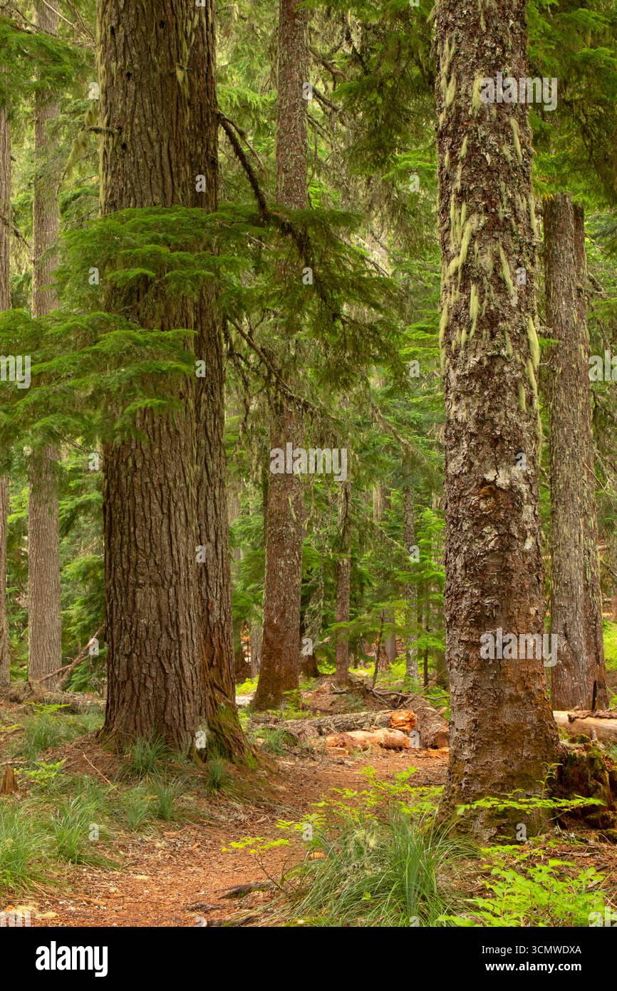 Shellrock Lake Trail, Mt Hood National Forest, Roaring River Wilderness ...