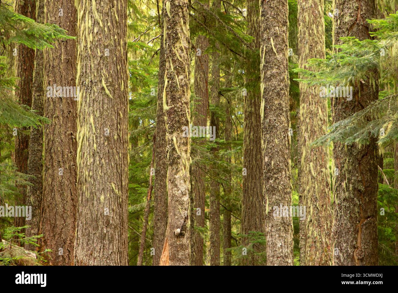 Ancient forest along Shellrock Lake Trail, Mt Hood National Forest ...