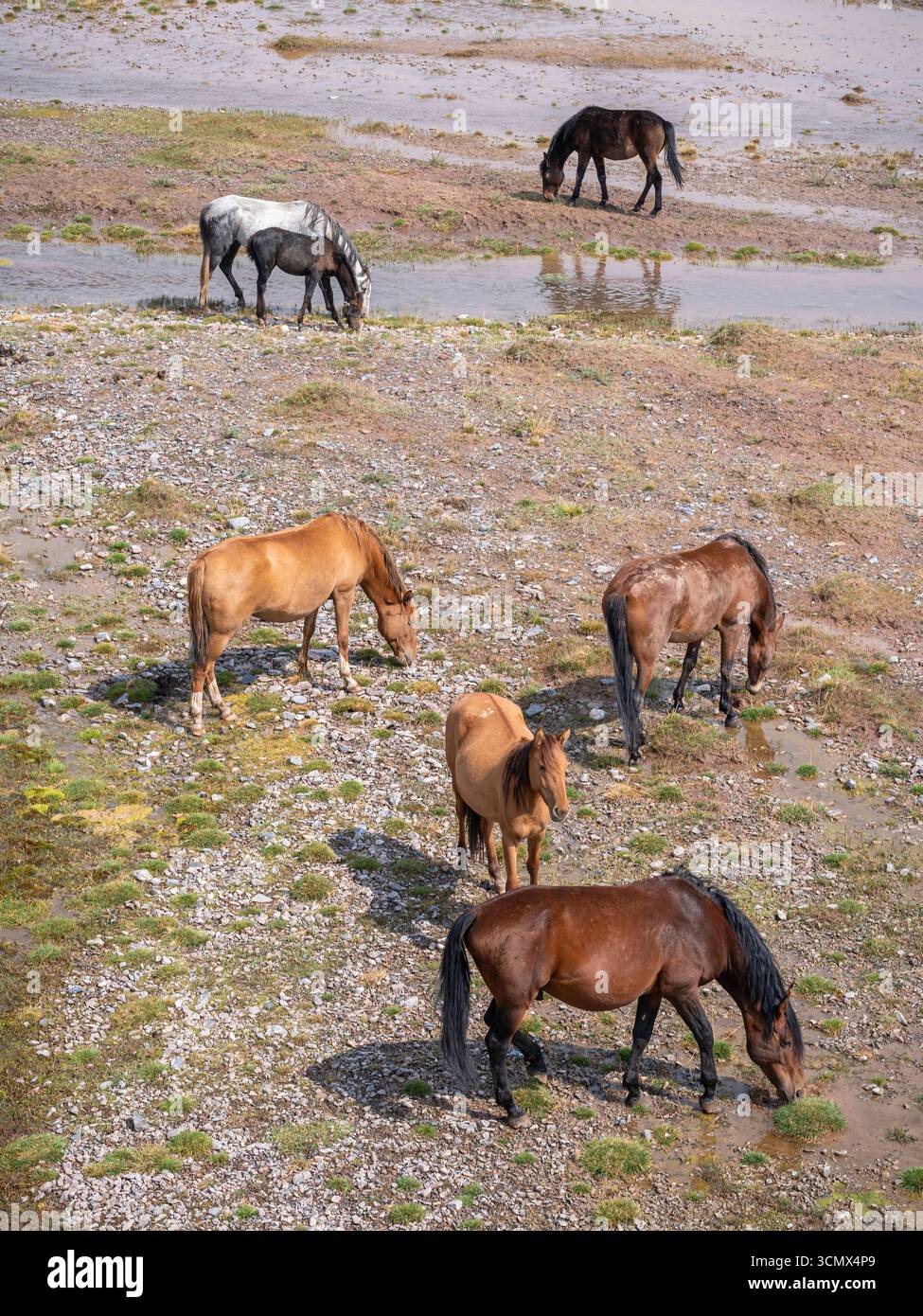 Vertical view of herd of horses grazing in Kyzyl Suu river bed in Alai ...