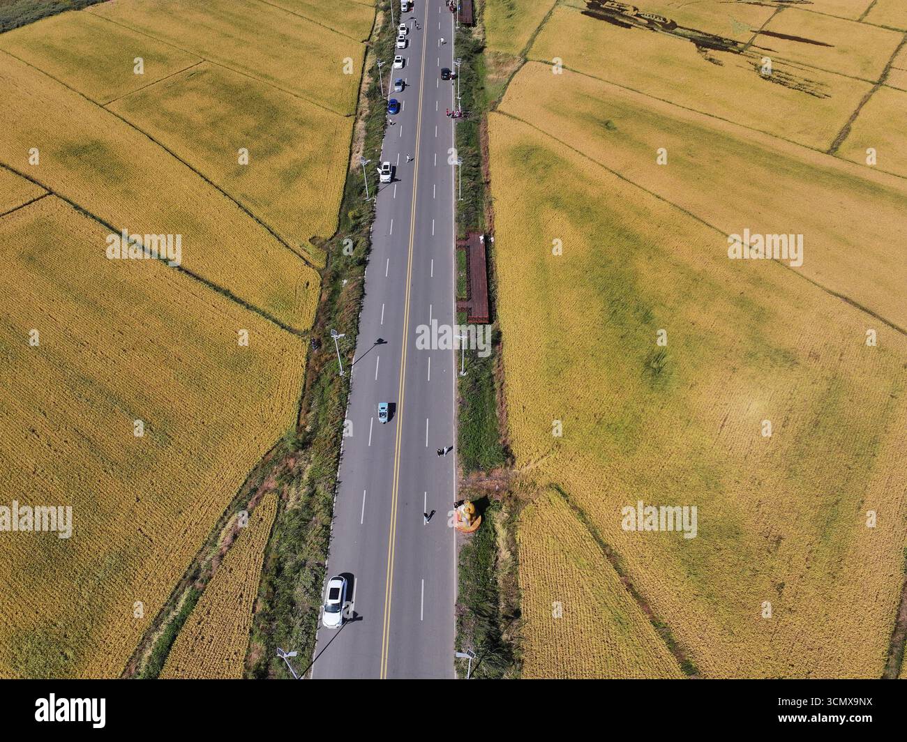 Aerial photo shows the golden rice fields in Harbin City, northeast ...