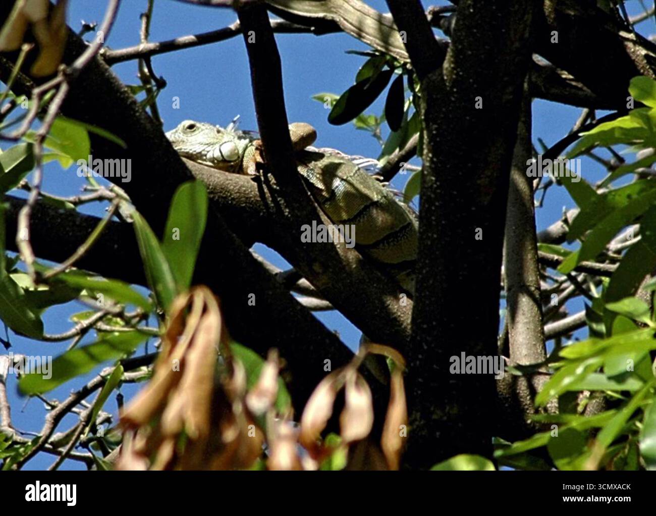 An iguana sunbathing on a tree. In Taiwan, iguanas have proliferated ...