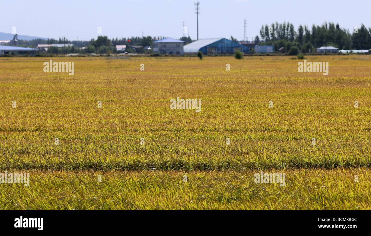 Aerial photo shows the golden rice fields in Harbin City, northeast ...