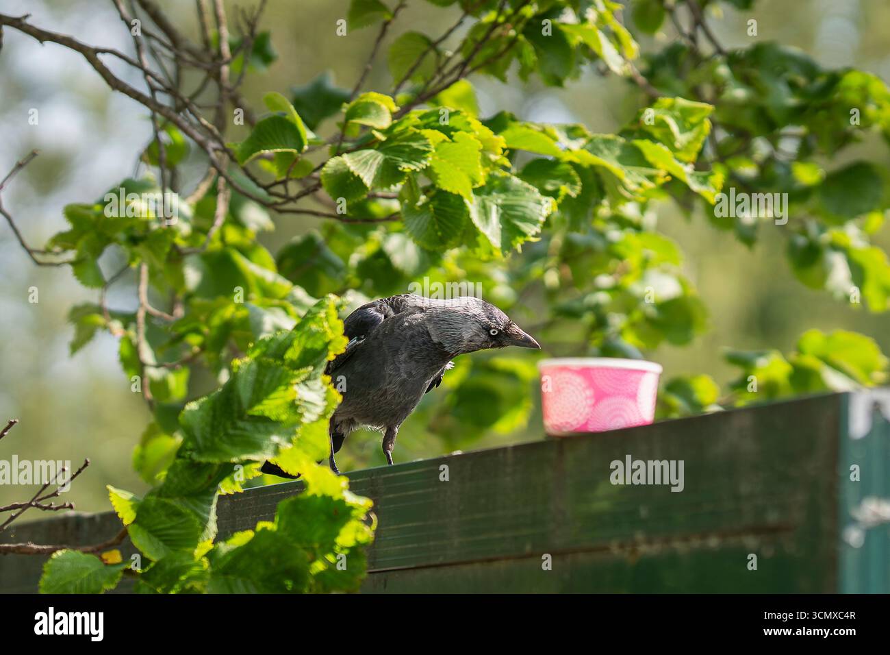 Hooded crow with an ice cream cup in the city park, Pori. A hungry ...