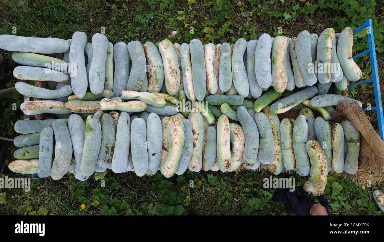 Farmers harvest wax gourds in Xuchang City, central China's Henan ...