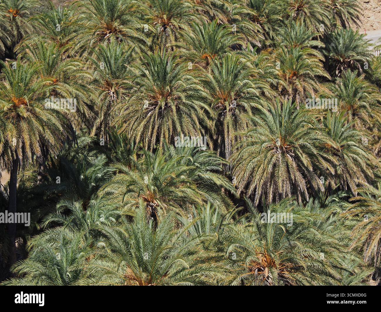 Palm tree forest on Vai beach on the north-east tip of Crete, Greece ...