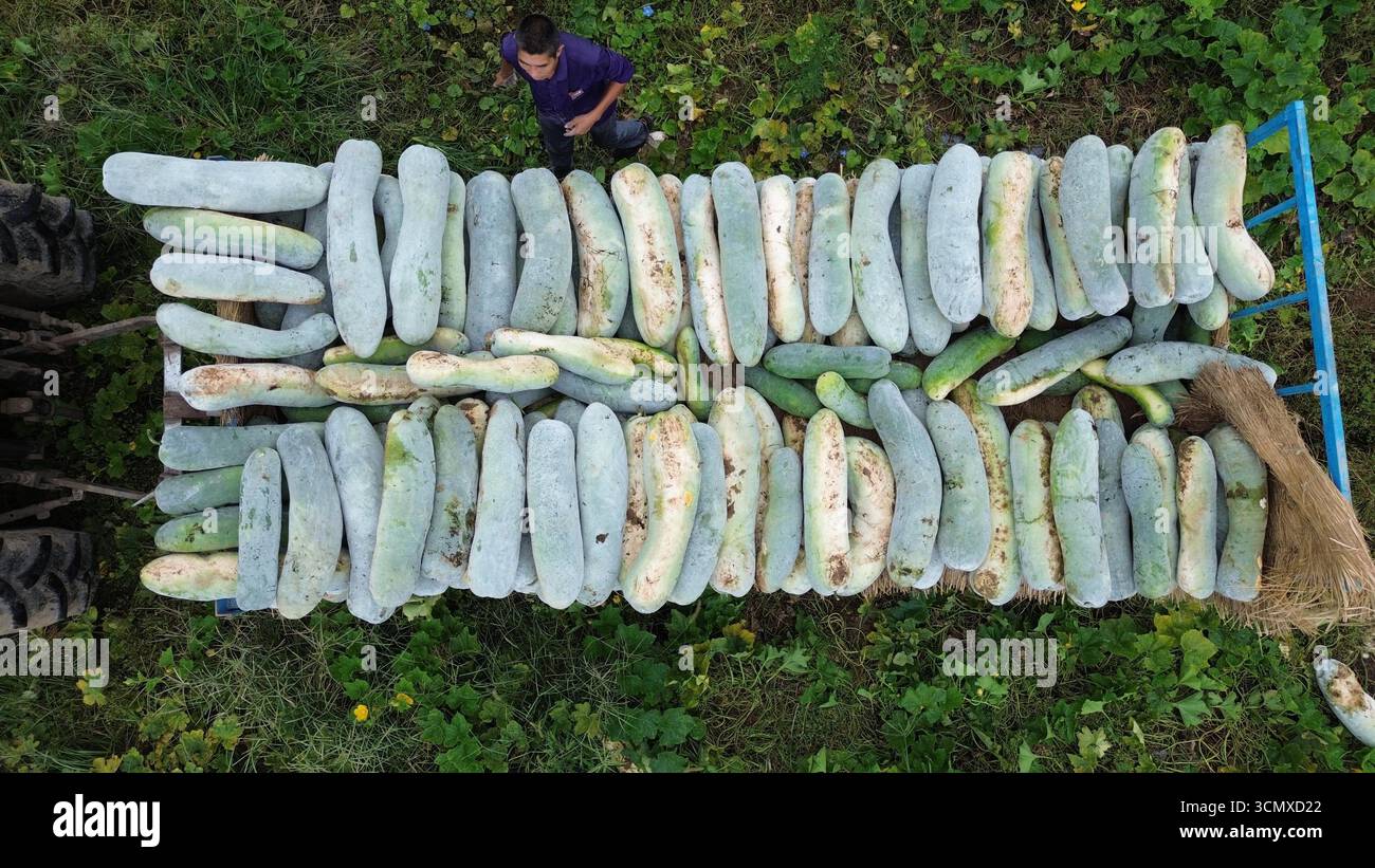 Farmers harvest wax gourds in Xuchang City, central China's Henan ...
