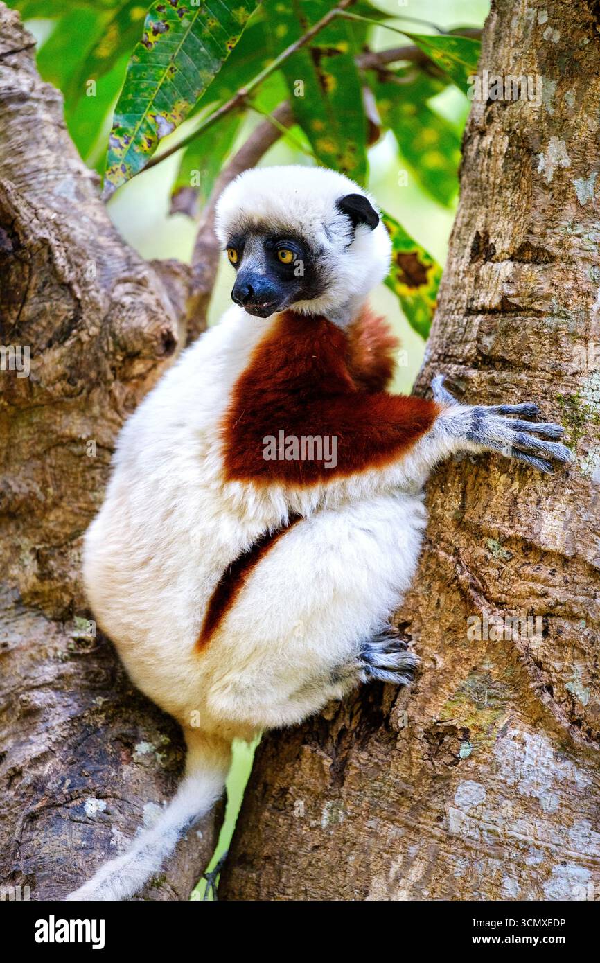 Sifaka lemur (Propithecus diadema), Andasibe Rainforest, Madagascar ...