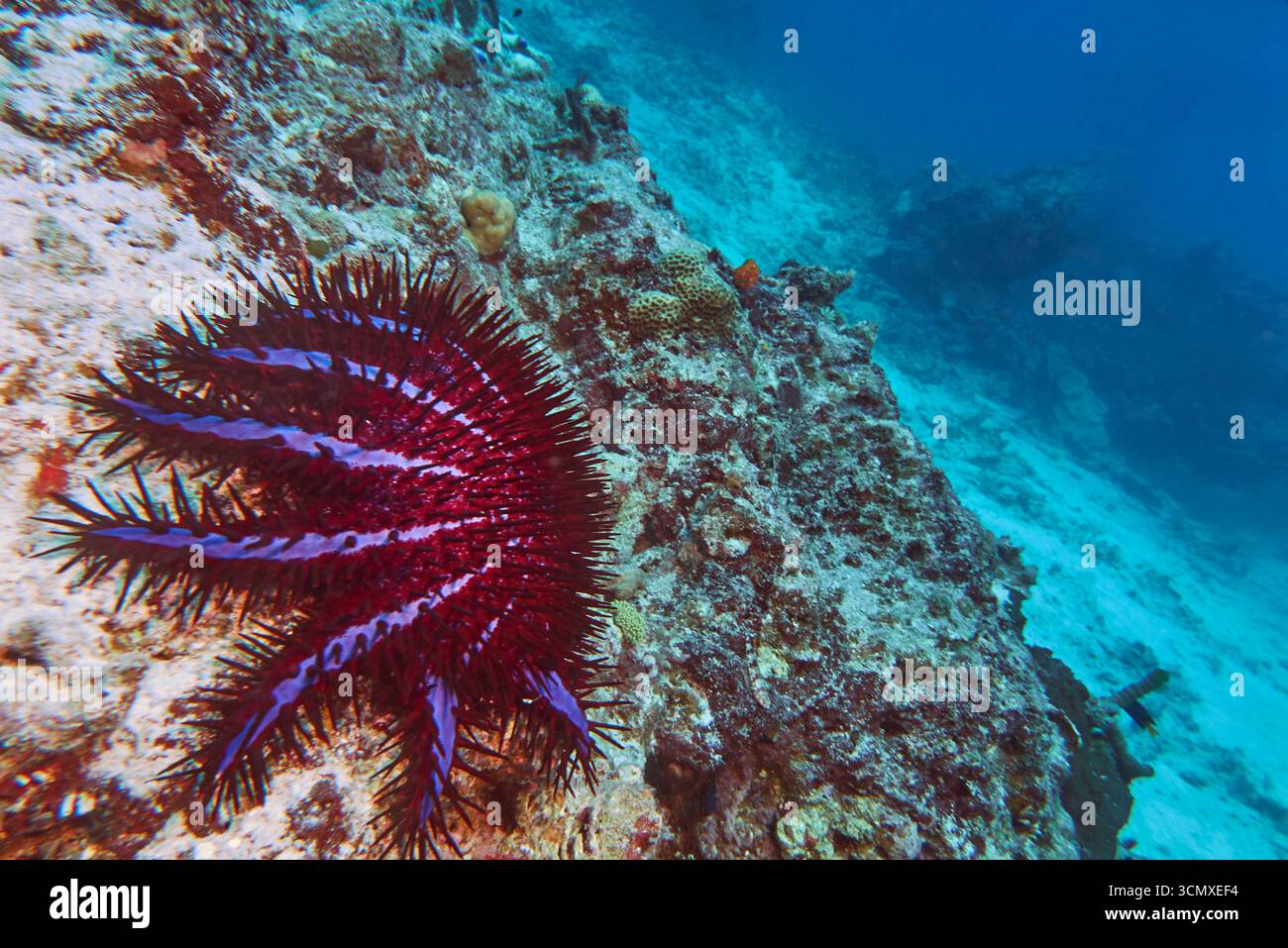 A Crown-of-Thorns starfish (Acanthaster planci) on a badly damaged ...