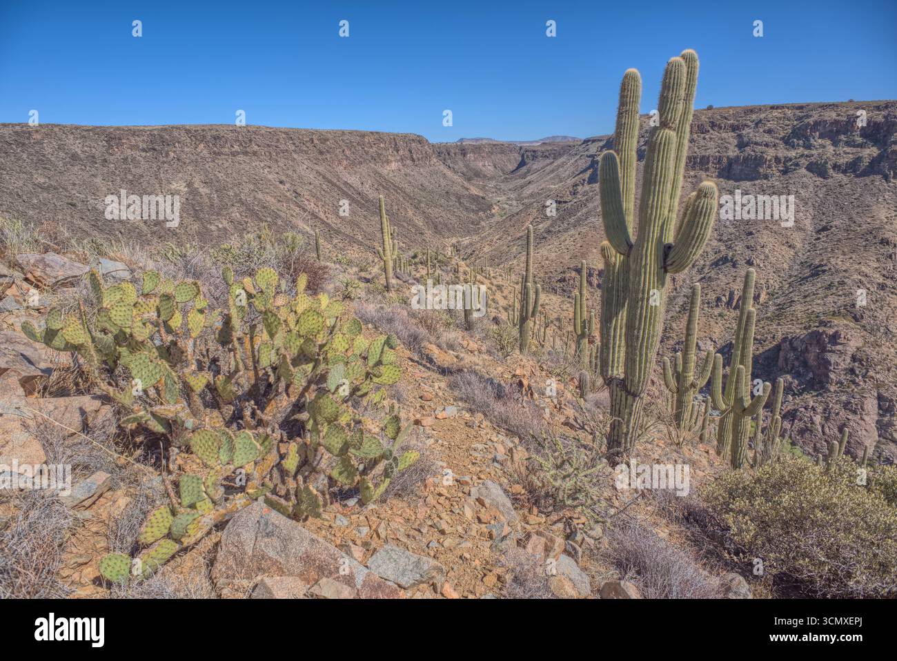 A Saguaro covered scenic ridge overlooking the Agua Fria River in the ...