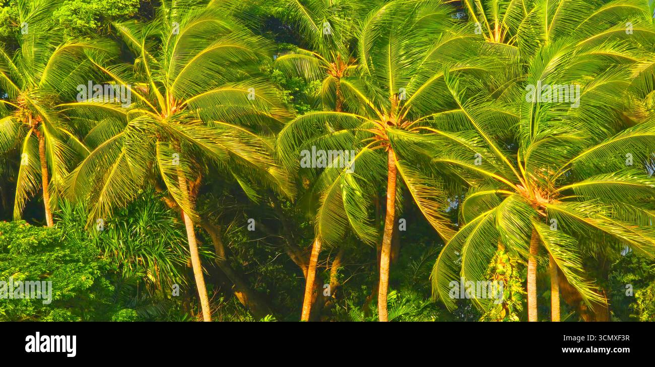 Palm trees, near Nadi, Viti Levu, Fiji, South Pacific Stock Photo - Alamy