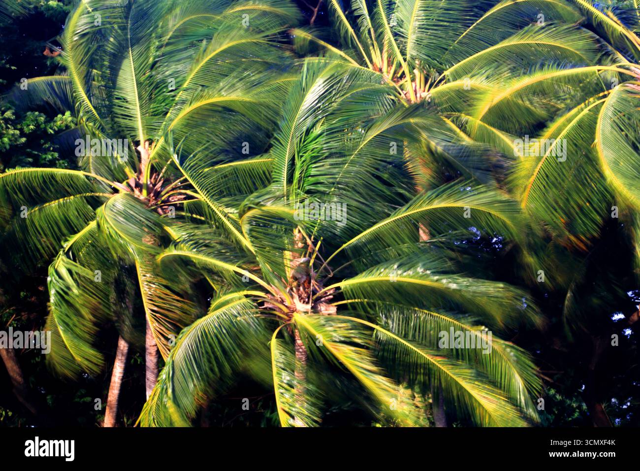Palm trees, First Landing Beach Resort, Viti Levu, Fiji, South Pacific ...
