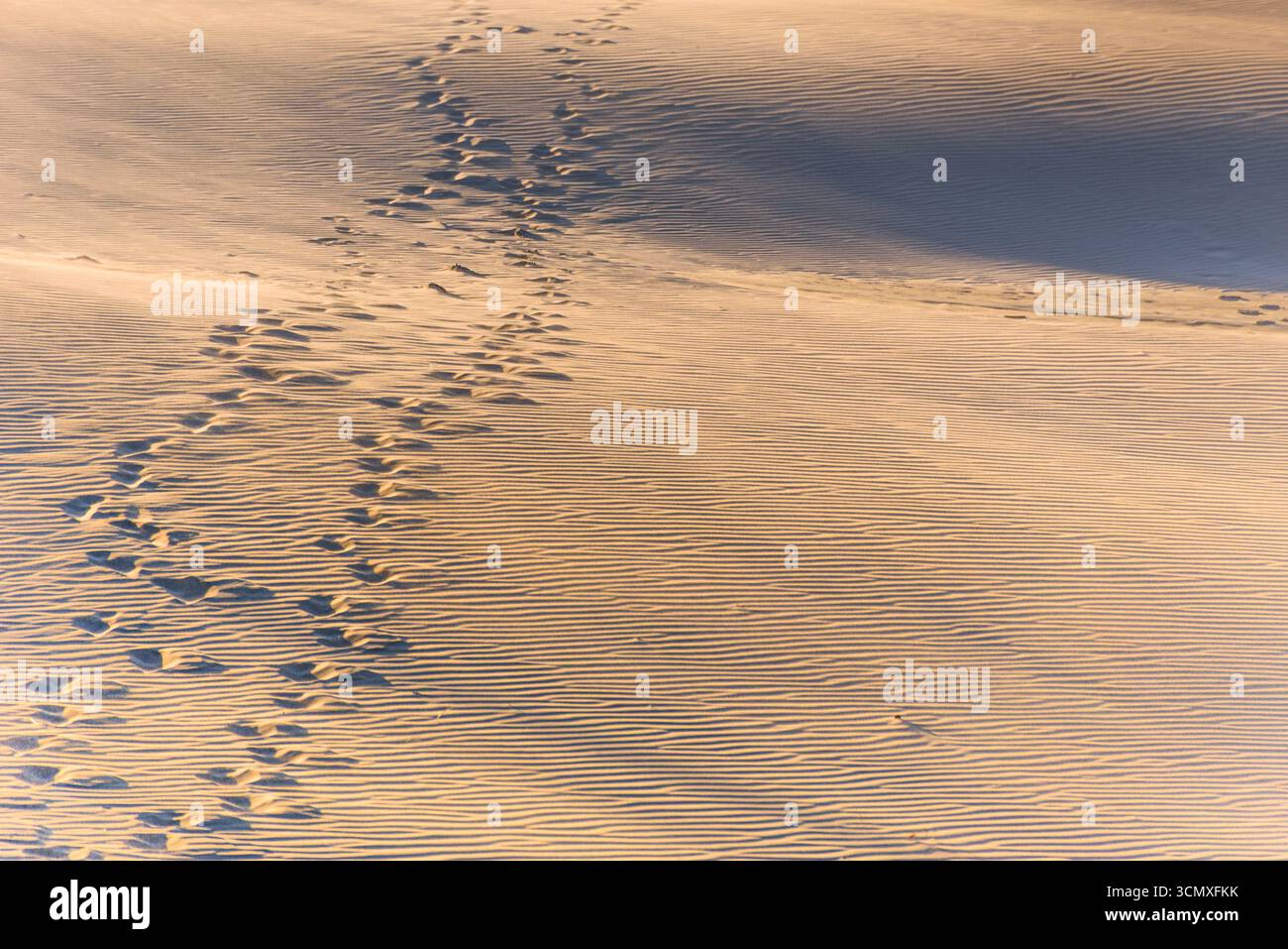 Human Footprints Tracing a Curved Path Across Windswept Golden Sand ...