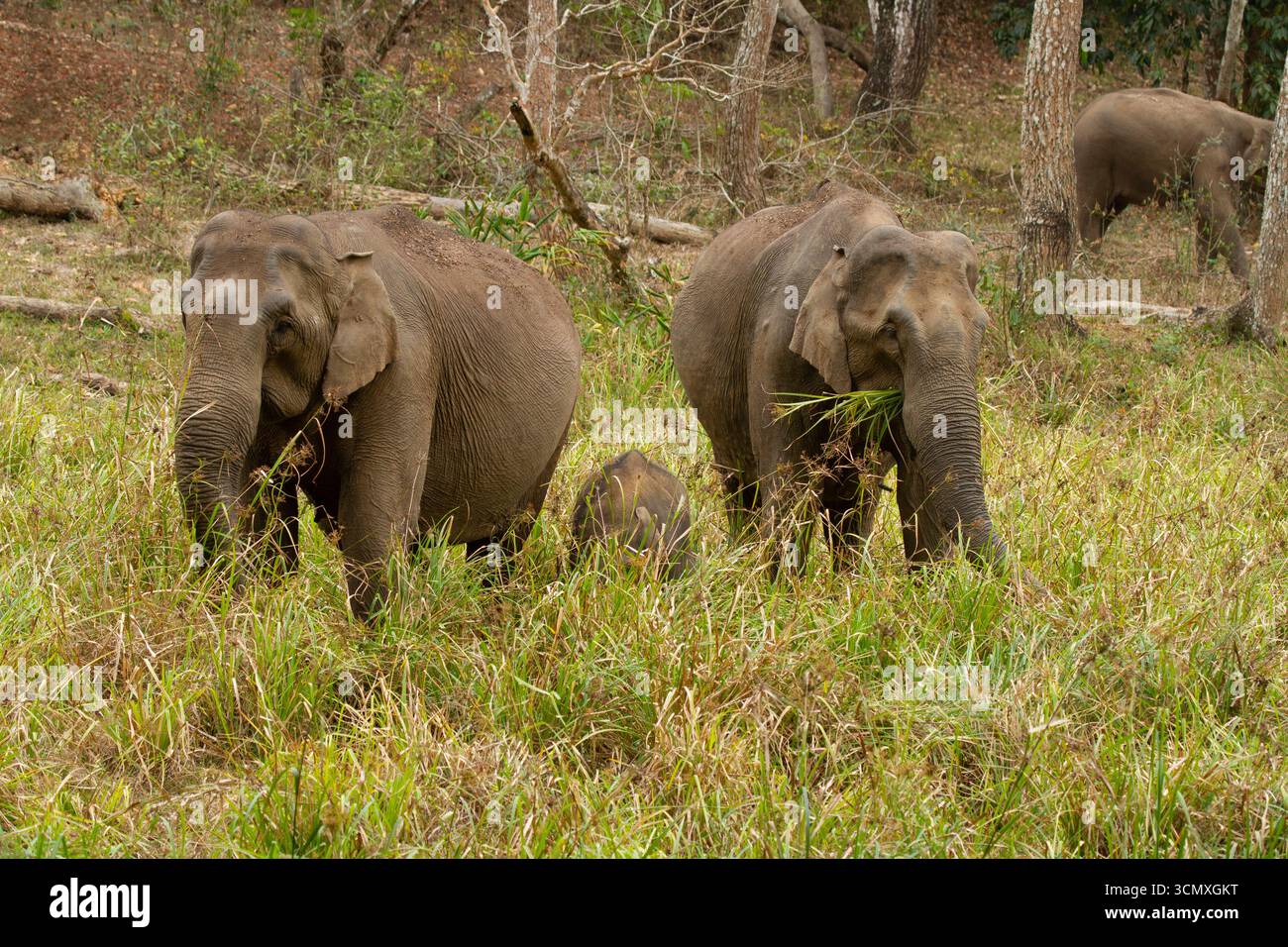 Elephants calf india hi-res stock photography and images - Alamy