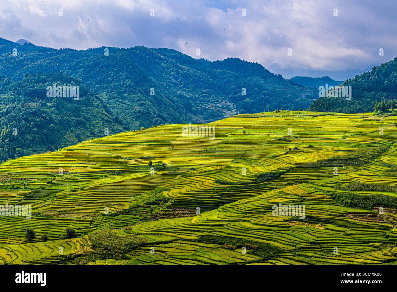 Aerial photo shows the golden rice field in Panzhou City, southwest ...