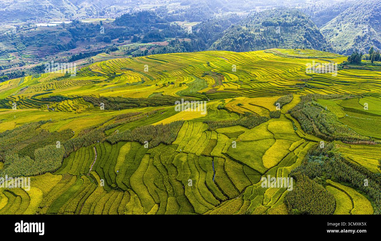 Aerial photo shows the golden rice field in Panzhou City, southwest ...