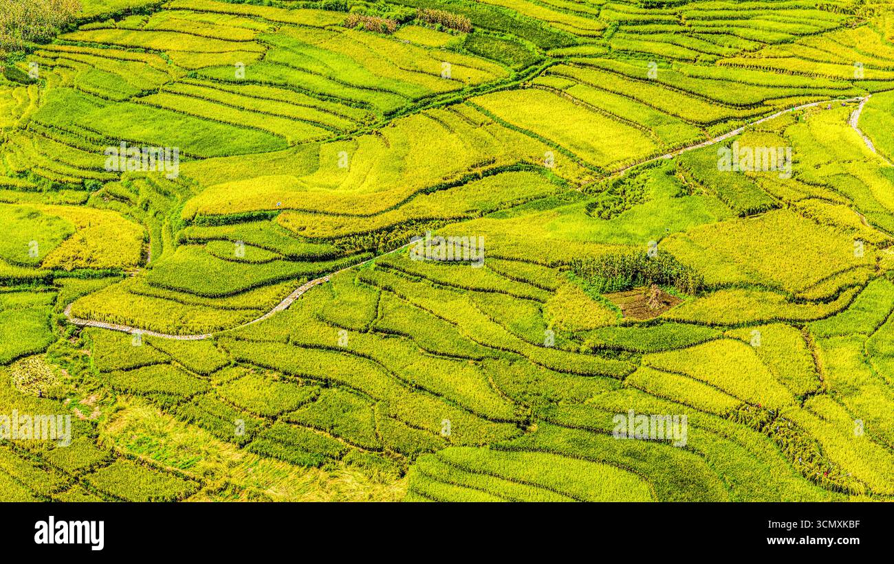 Aerial photo shows the golden rice field in Panzhou City, southwest ...