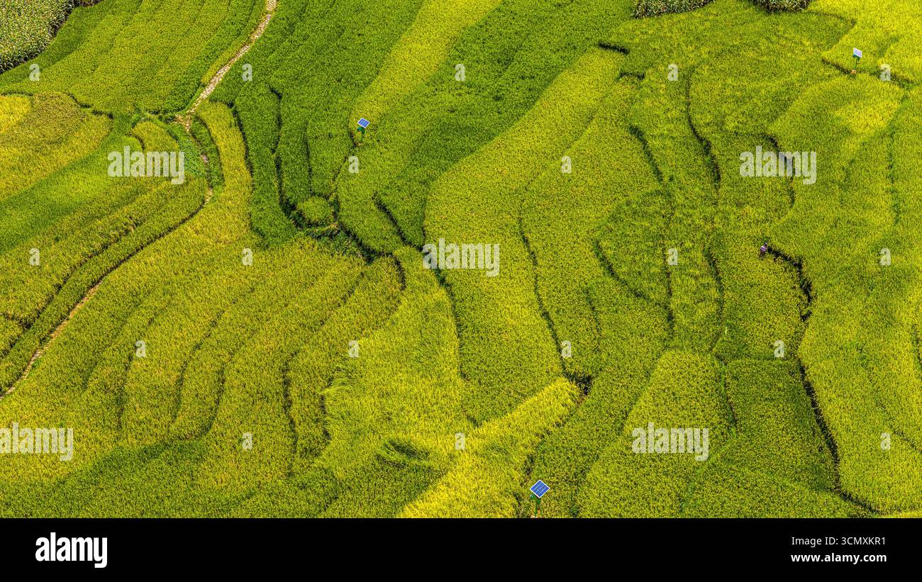 Aerial photo shows the golden rice field in Panzhou City, southwest ...