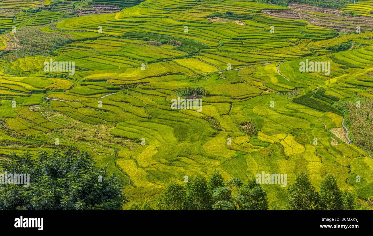 Aerial photo shows the golden rice field in Panzhou City, southwest ...