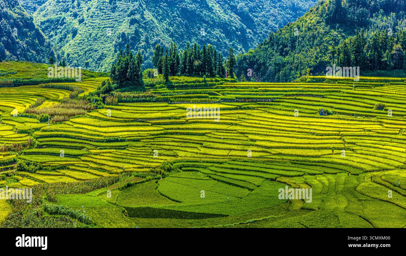 Aerial photo shows the golden rice field in Panzhou City, southwest ...