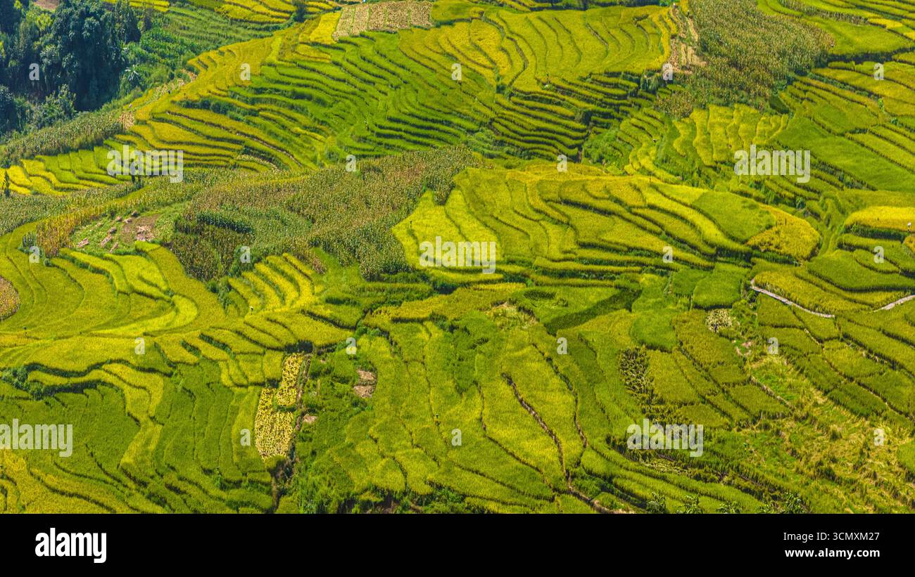 Aerial photo shows the golden rice field in Panzhou City, southwest ...