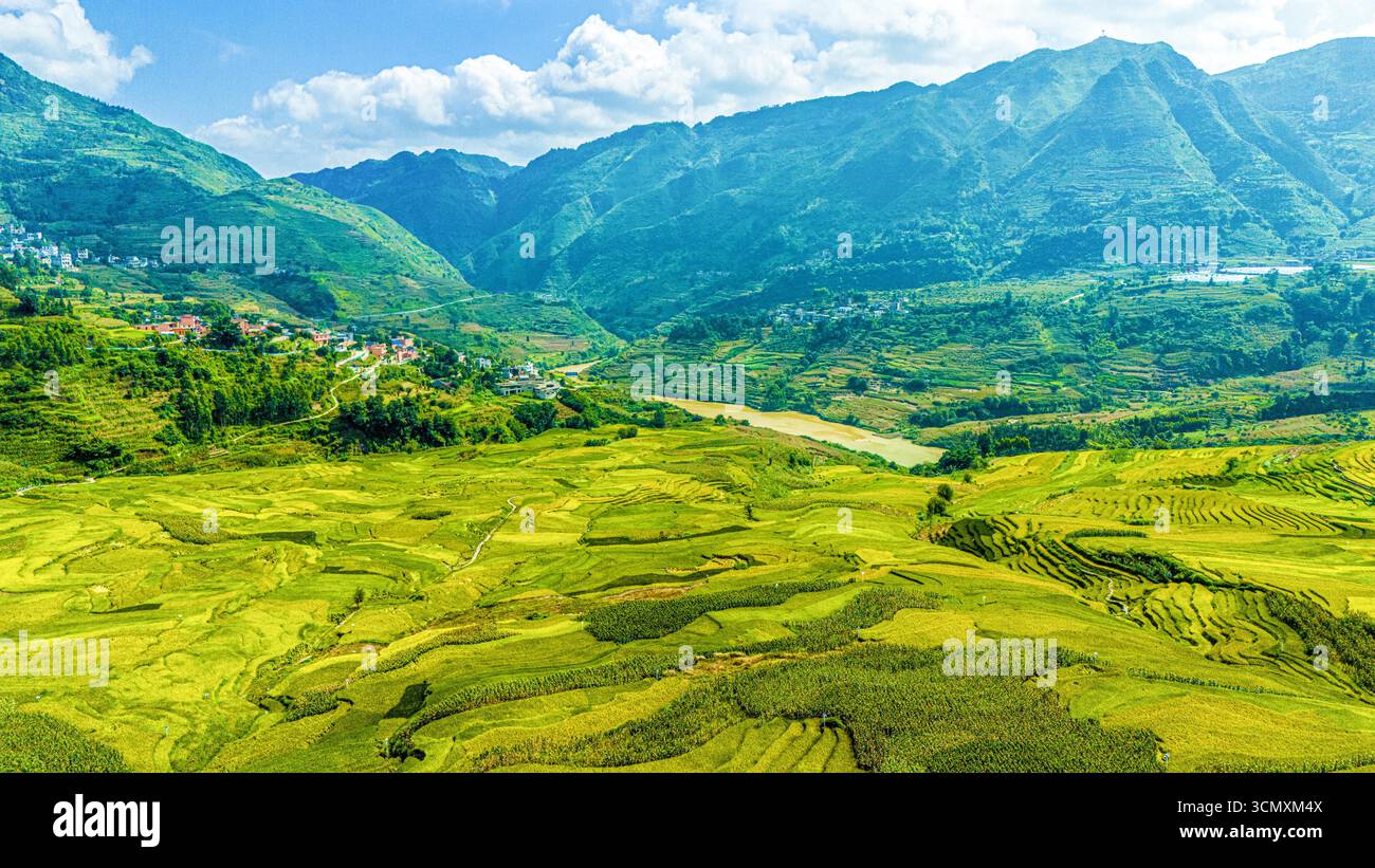 Aerial photo shows the golden rice field in Panzhou City, southwest ...