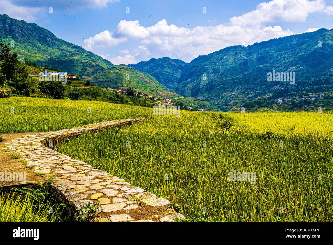 Aerial photo shows the golden rice field in Panzhou City, southwest ...
