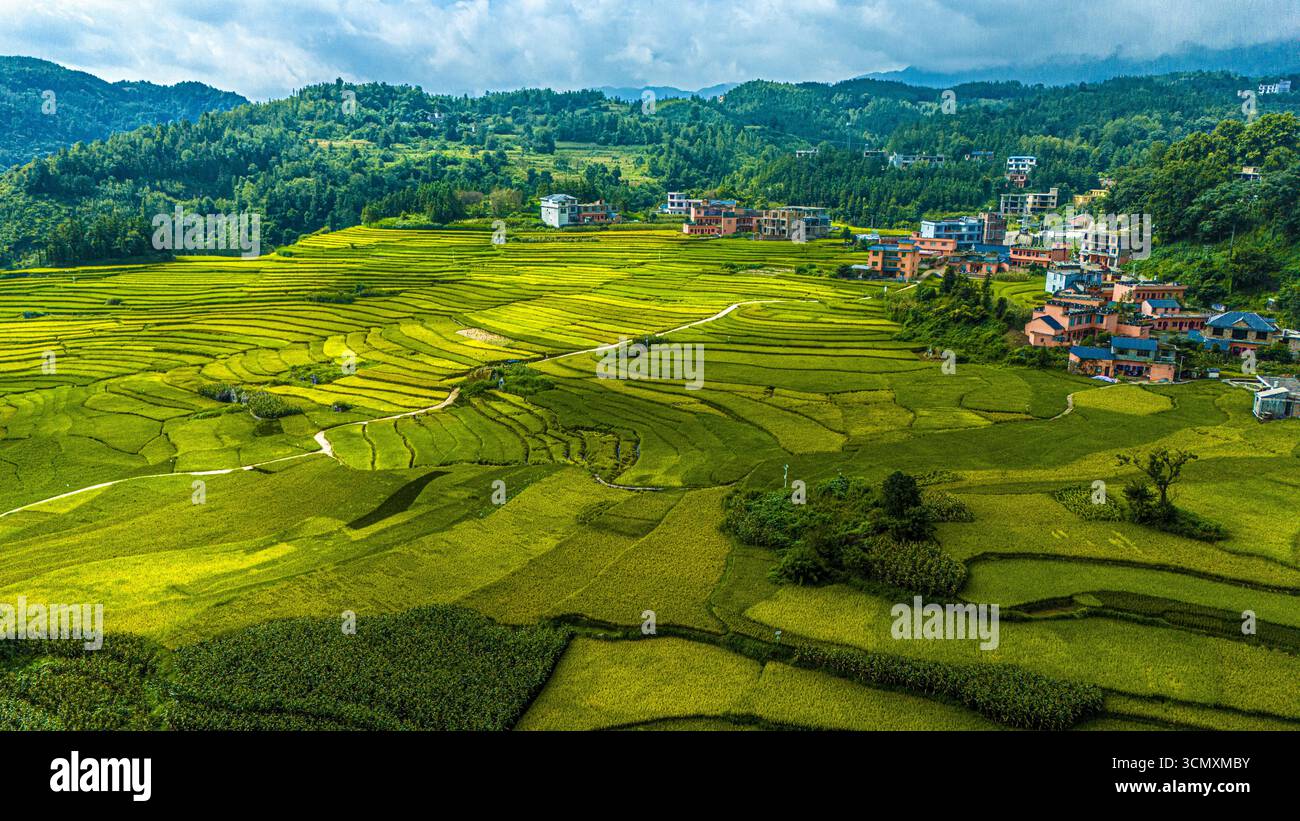Aerial photo shows the golden rice field in Panzhou City, southwest ...