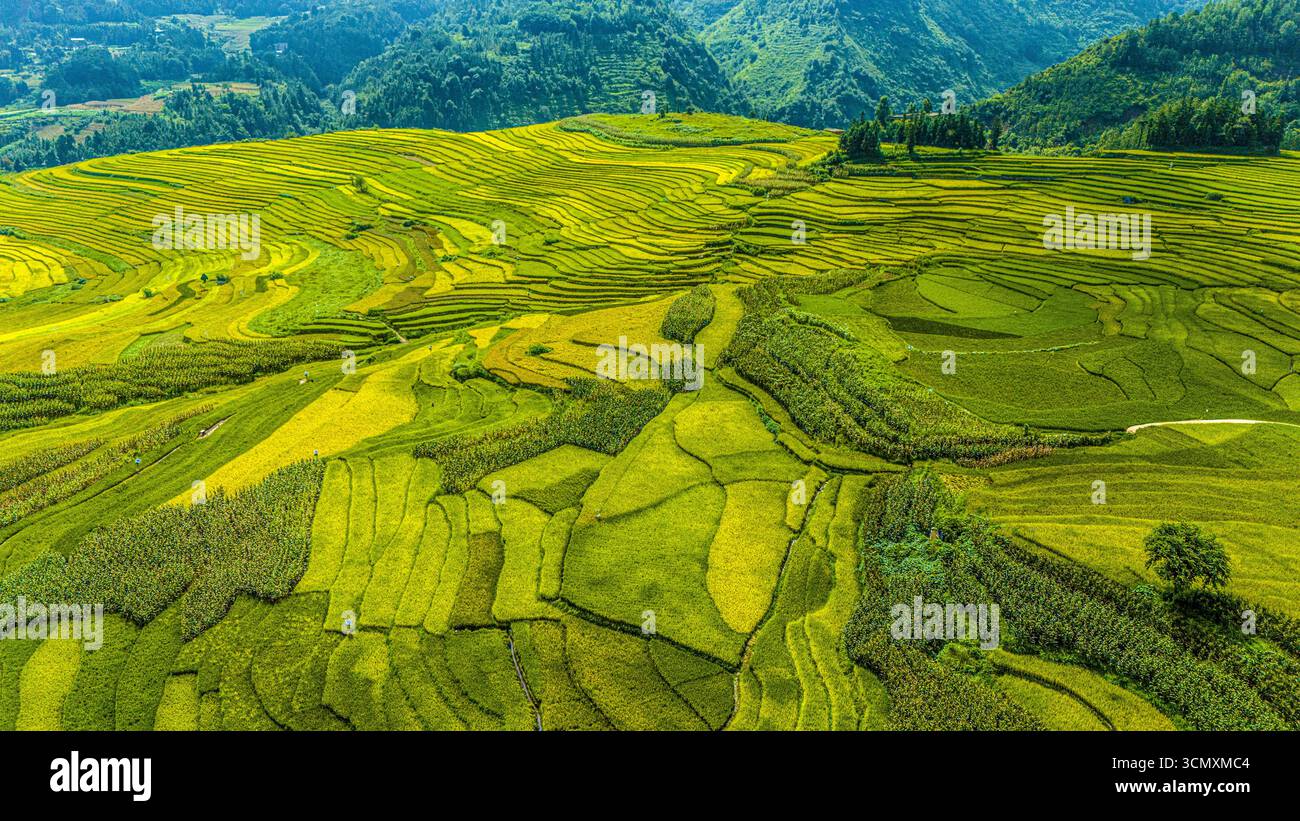 Aerial photo shows the golden rice field in Panzhou City, southwest ...