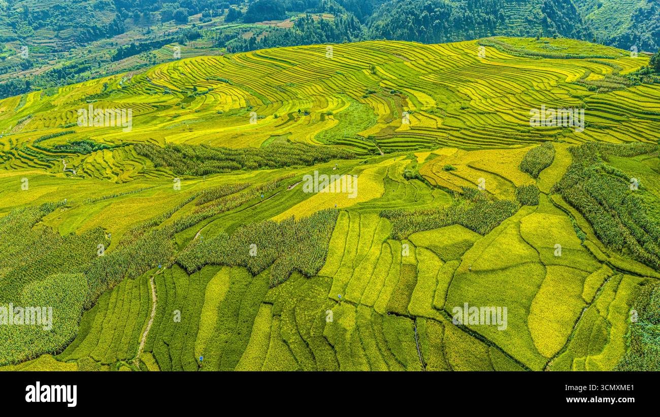 Aerial photo shows the golden rice field in Panzhou City, southwest ...