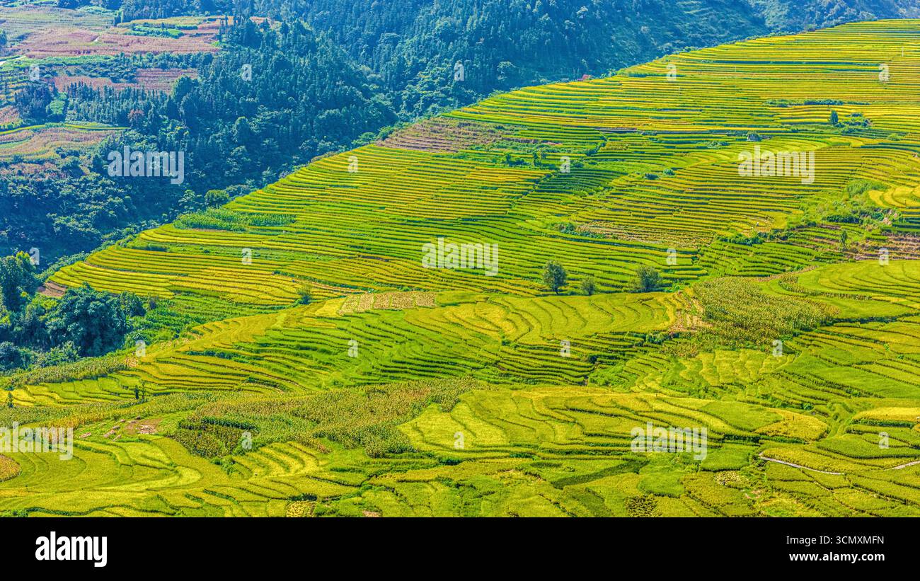 Aerial photo shows the golden rice field in Panzhou City, southwest ...