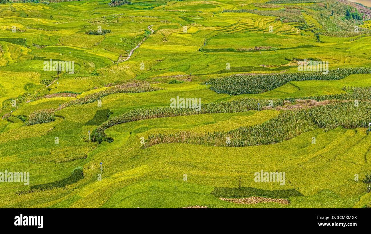 Aerial photo shows the golden rice field in Panzhou City, southwest ...