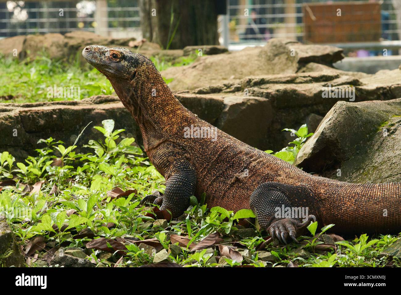 A Komodo dragon is lying on the ground among green grass and rocks. Its ...