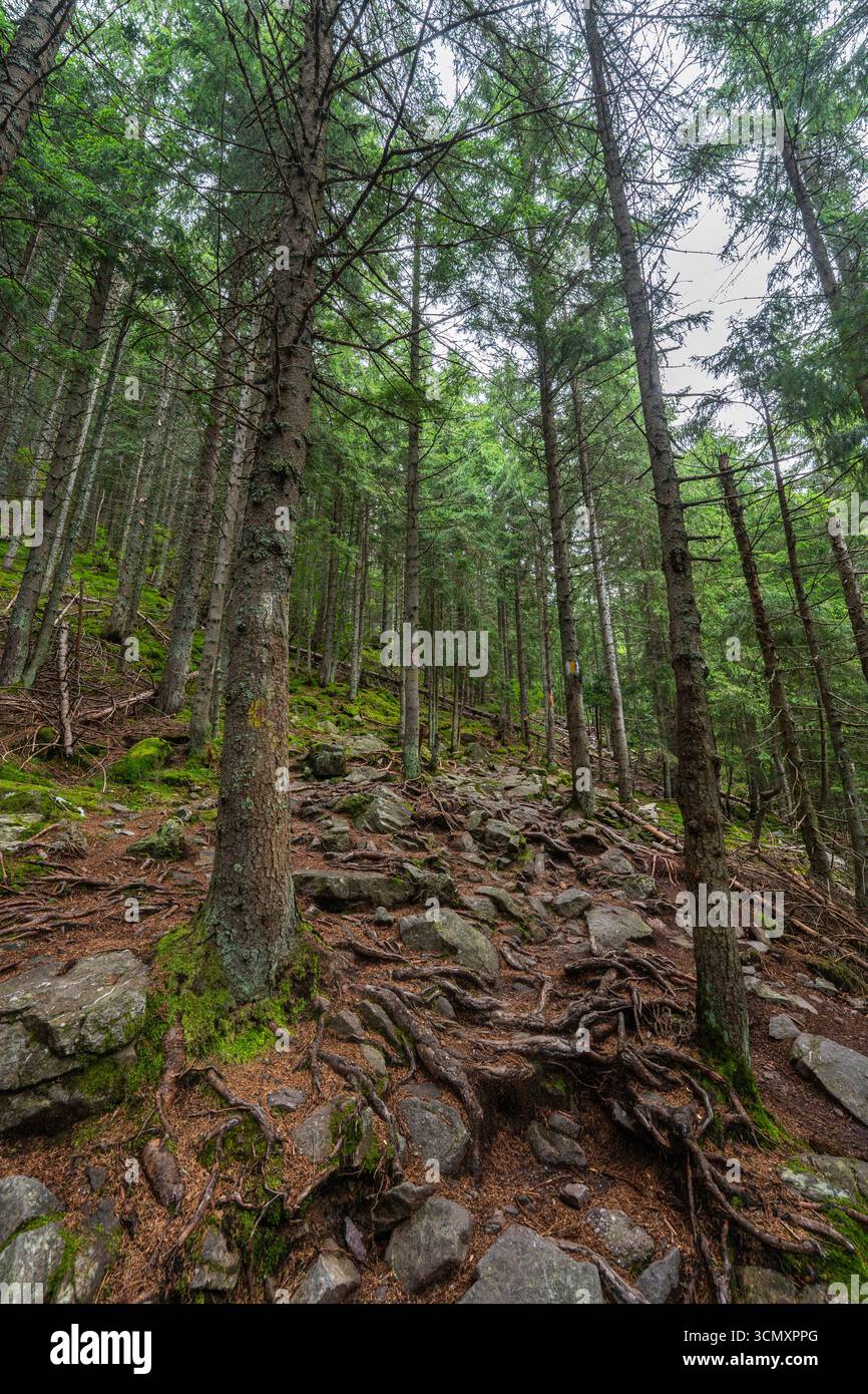 Hiking trail with exposed tangled tree roots winding uphill through a ...