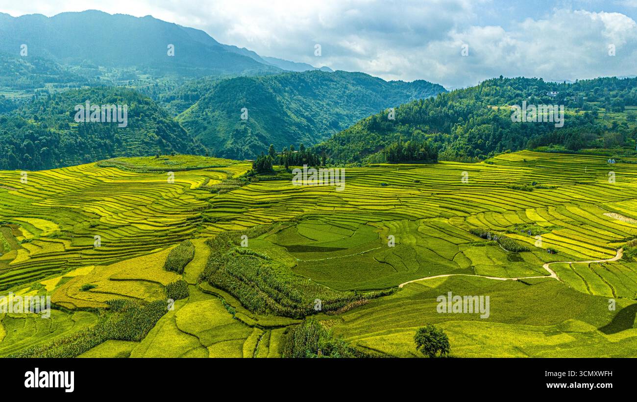 Aerial photo shows the golden rice field in Panzhou City, southwest ...