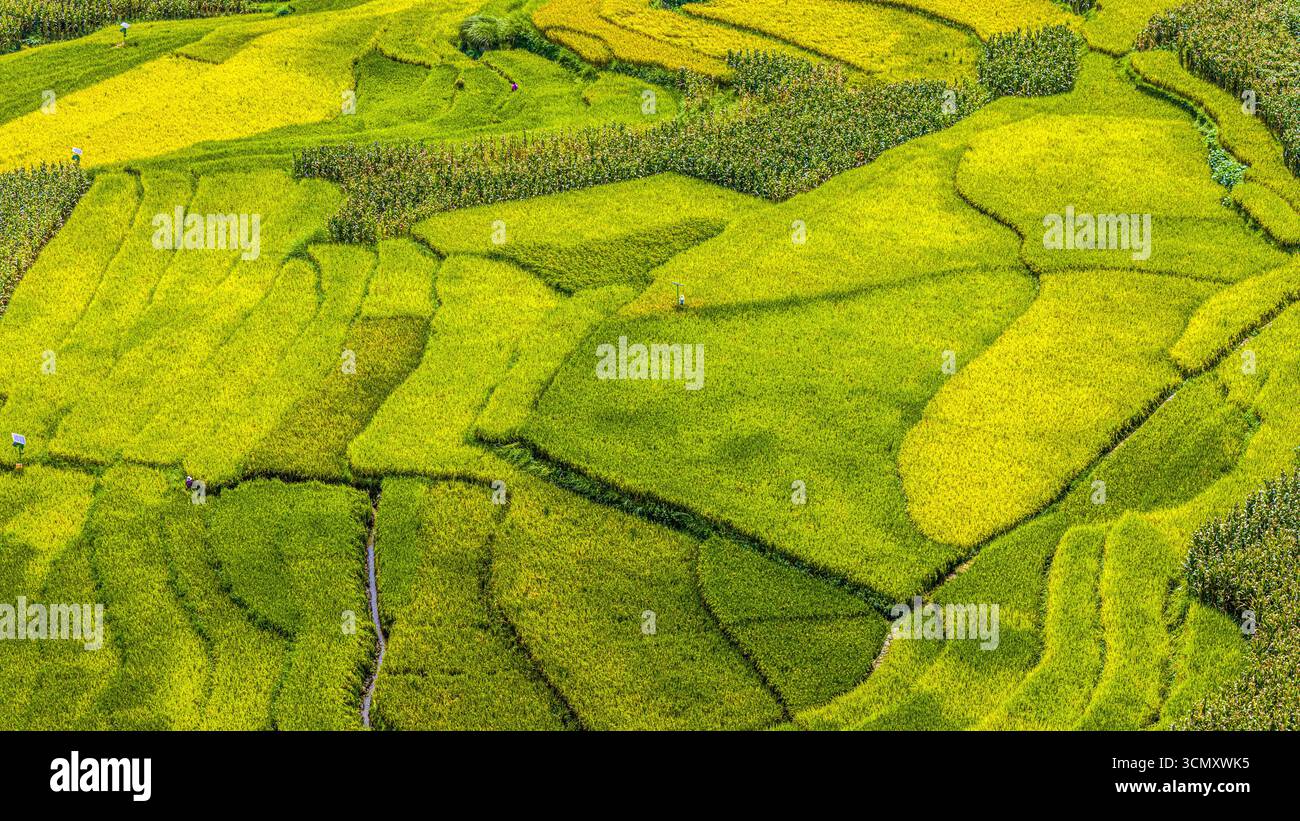 Aerial photo shows the golden rice field in Panzhou City, southwest ...