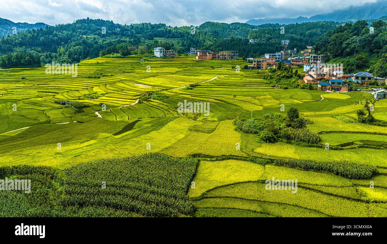 Aerial photo shows the golden rice field in Panzhou City, southwest ...