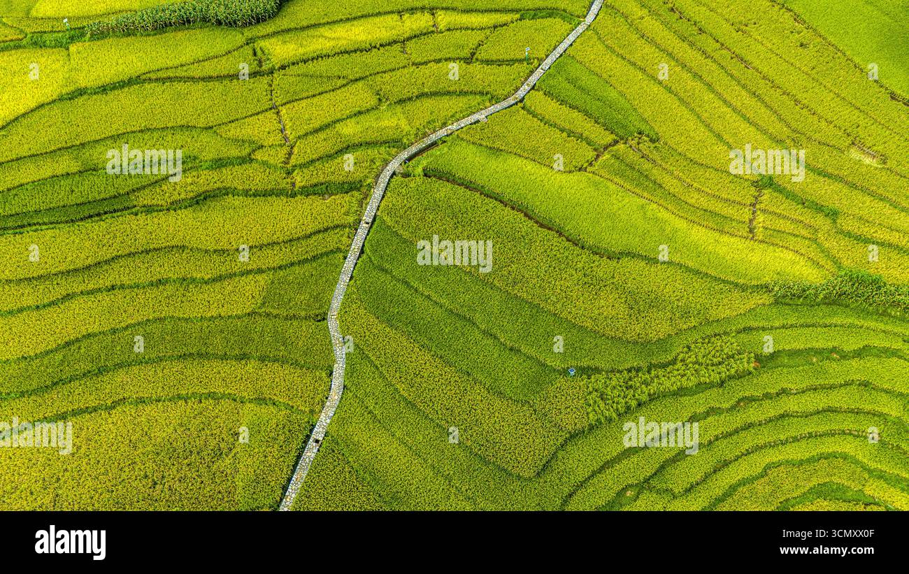 Aerial photo shows the golden rice field in Panzhou City, southwest ...