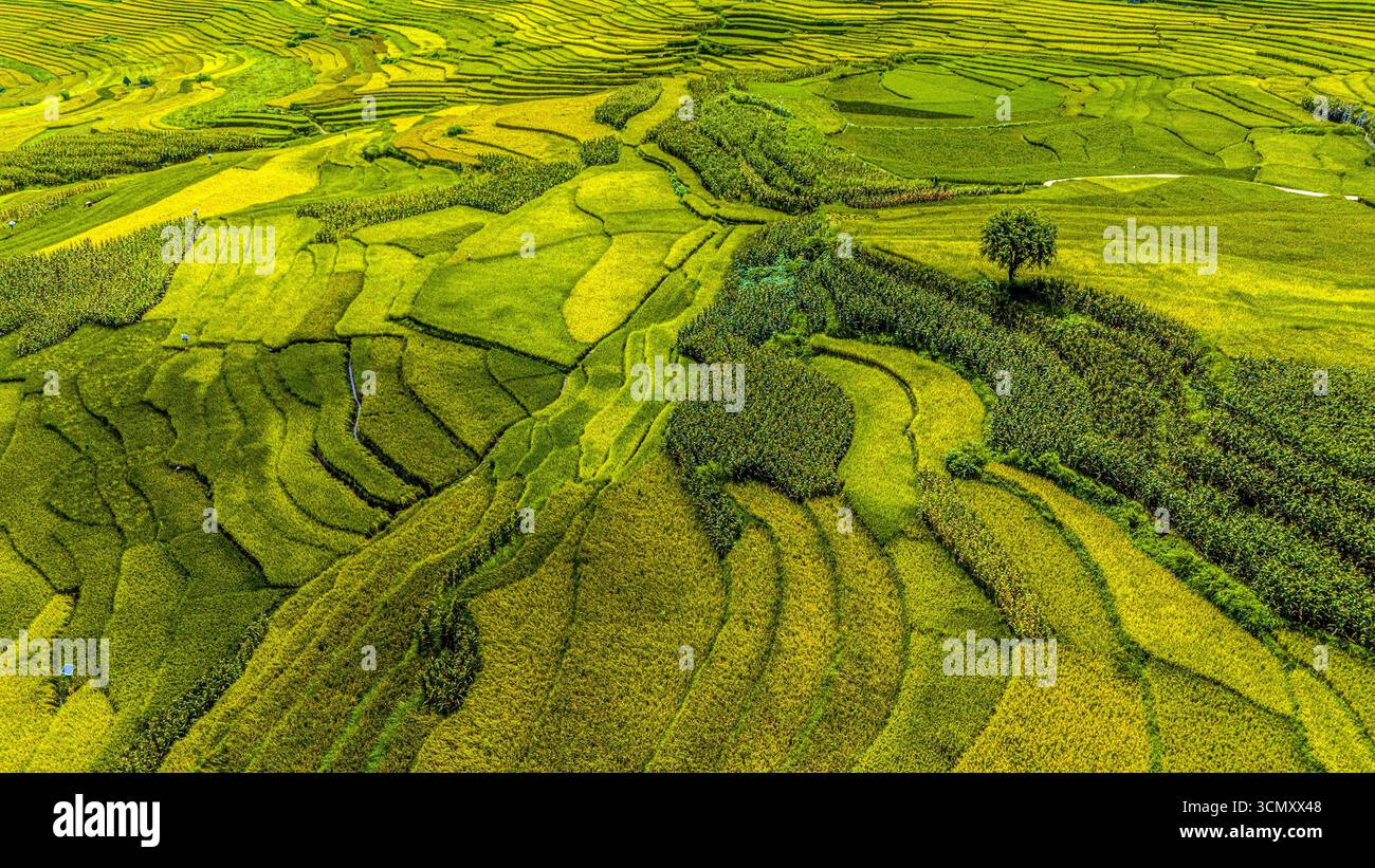 Aerial photo shows the golden rice field in Panzhou City, southwest ...