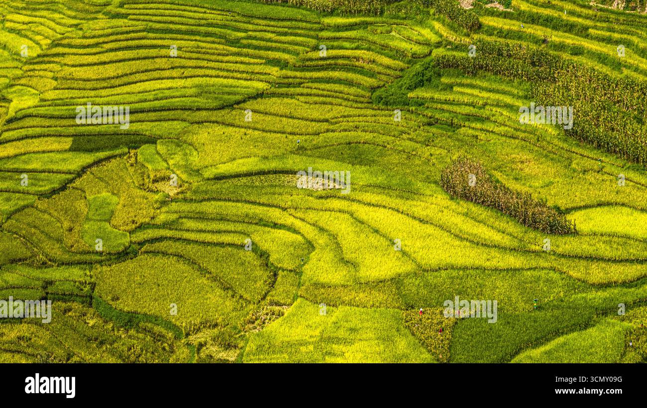 Aerial photo shows the golden rice field in Panzhou City, southwest ...