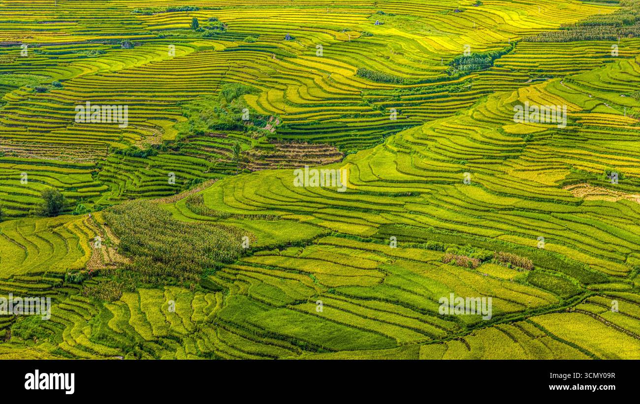 Aerial photo shows the golden rice field in Panzhou City, southwest ...