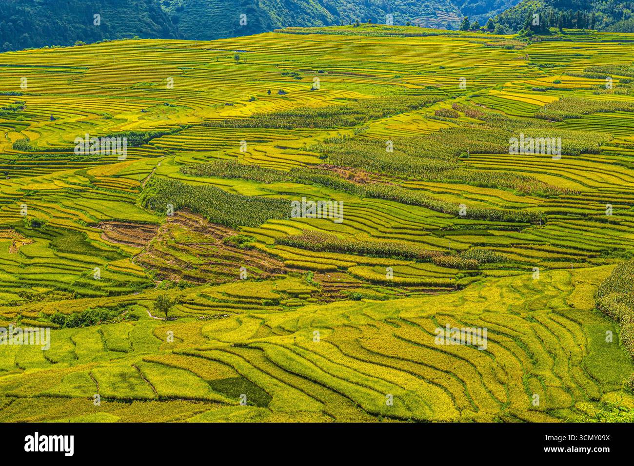 Aerial photo shows the golden rice field in Panzhou City, southwest ...